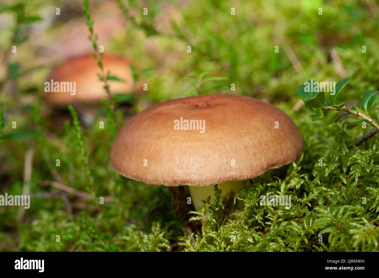 Mushrooms among the moss on the ground in a forest in Belarus Stock ...