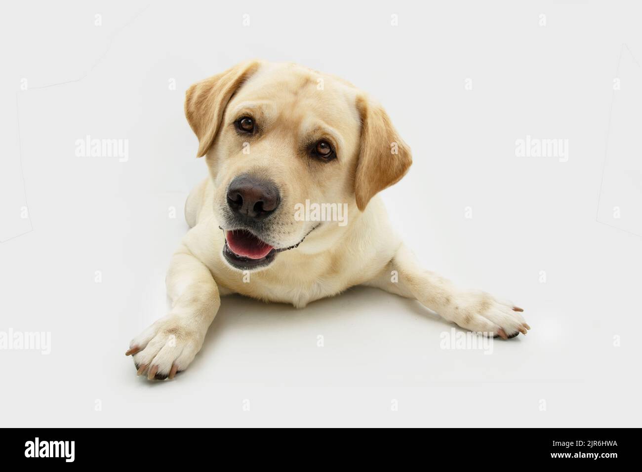 Portrait cure labrador retriever dog tilting head side lying down ...