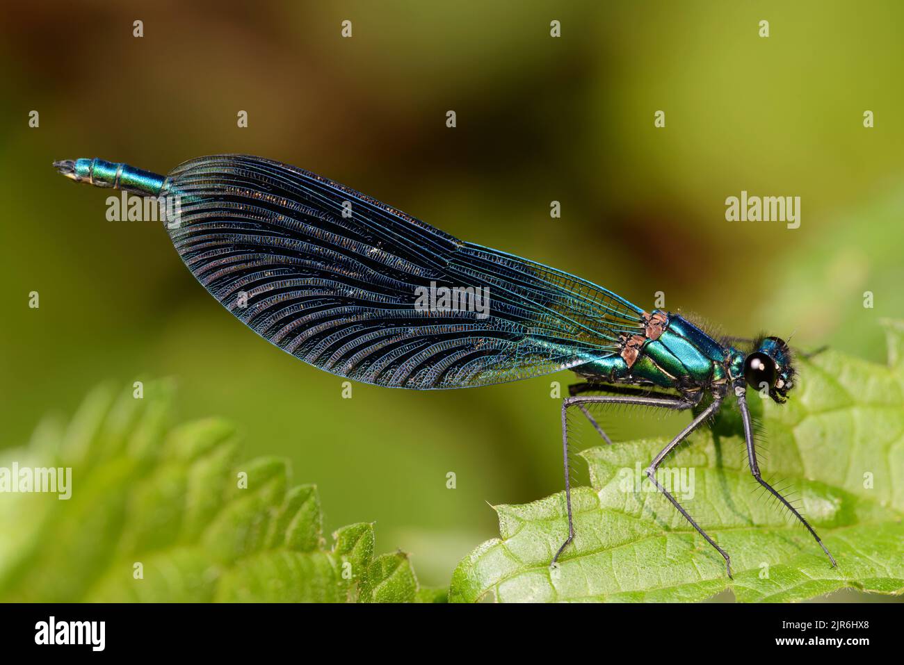 Male of a small shiny dragonfly beautiful demoiselle (Calopteryx virgo ...