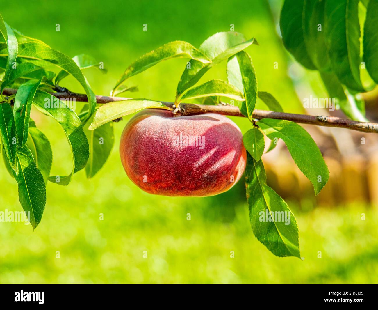 Fruit tree without fruits hi-res stock photography and images - Alamy