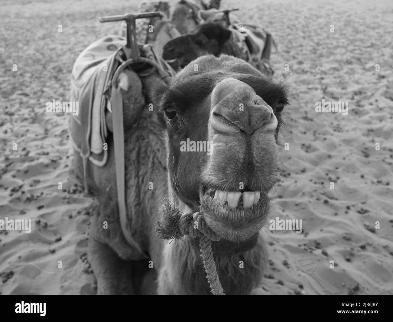 A grayscale front view of a camel smiling at the camera Stock Photo - Alamy