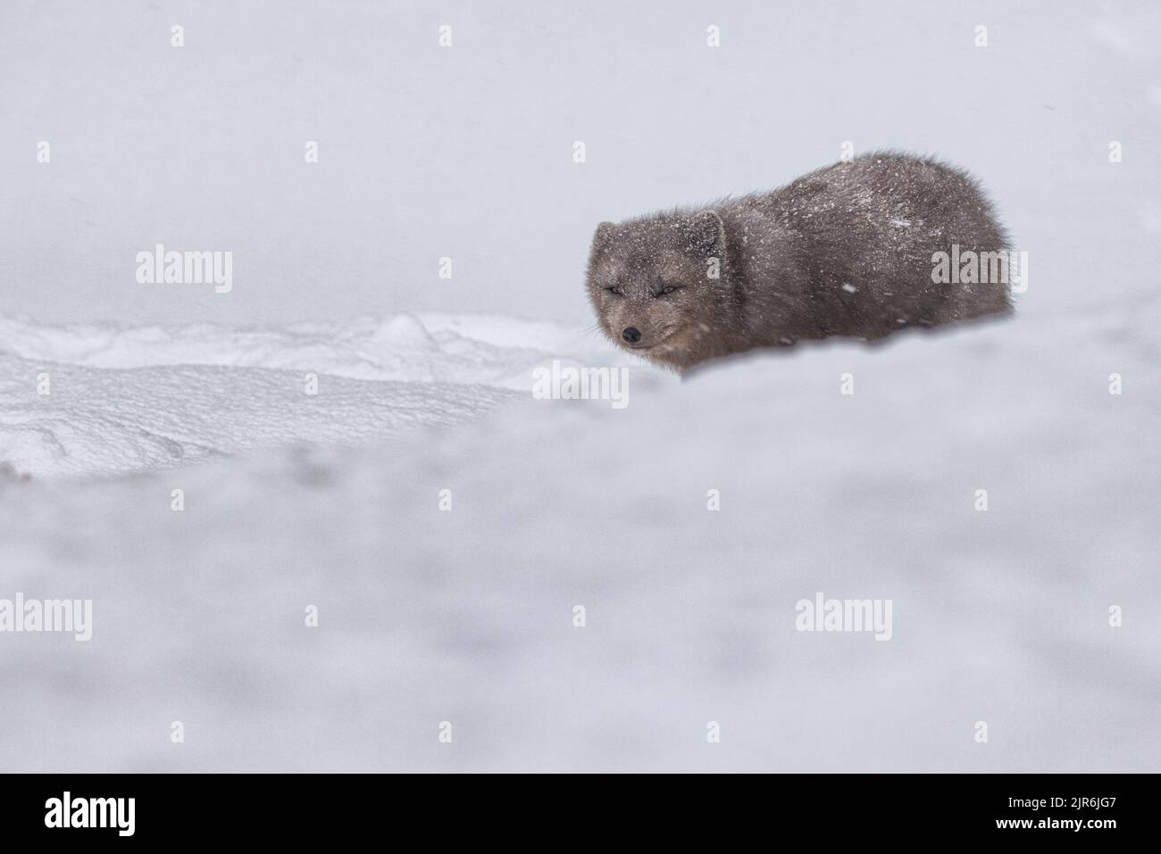 An arctic fox stuck in the snow at Hornstrandir nature reserve Stock ...