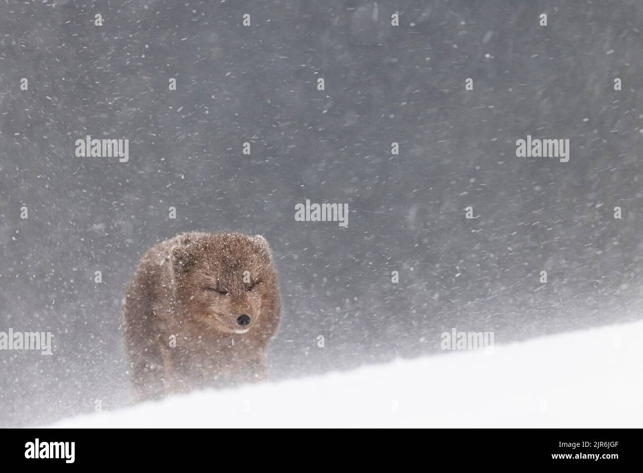 An arctic fox stuck in the snow at Hornstrandir nature reserve Stock ...