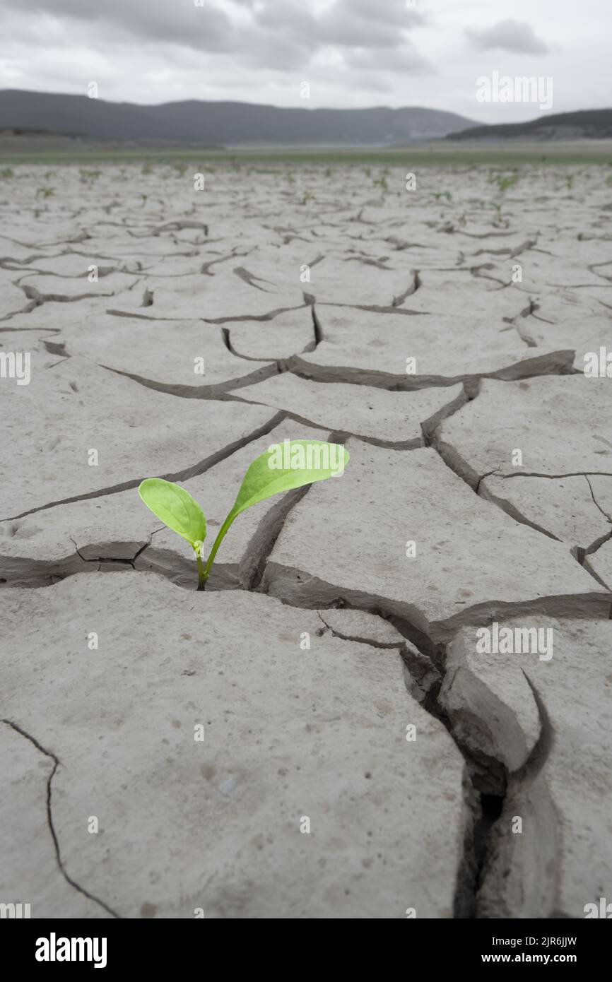 Small green plant in dry soil, concept of drought and climate change ...