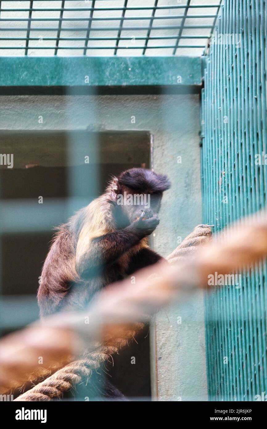 A vertical shot of a capuchin monkey in the zoo Stock Photo - Alamy
