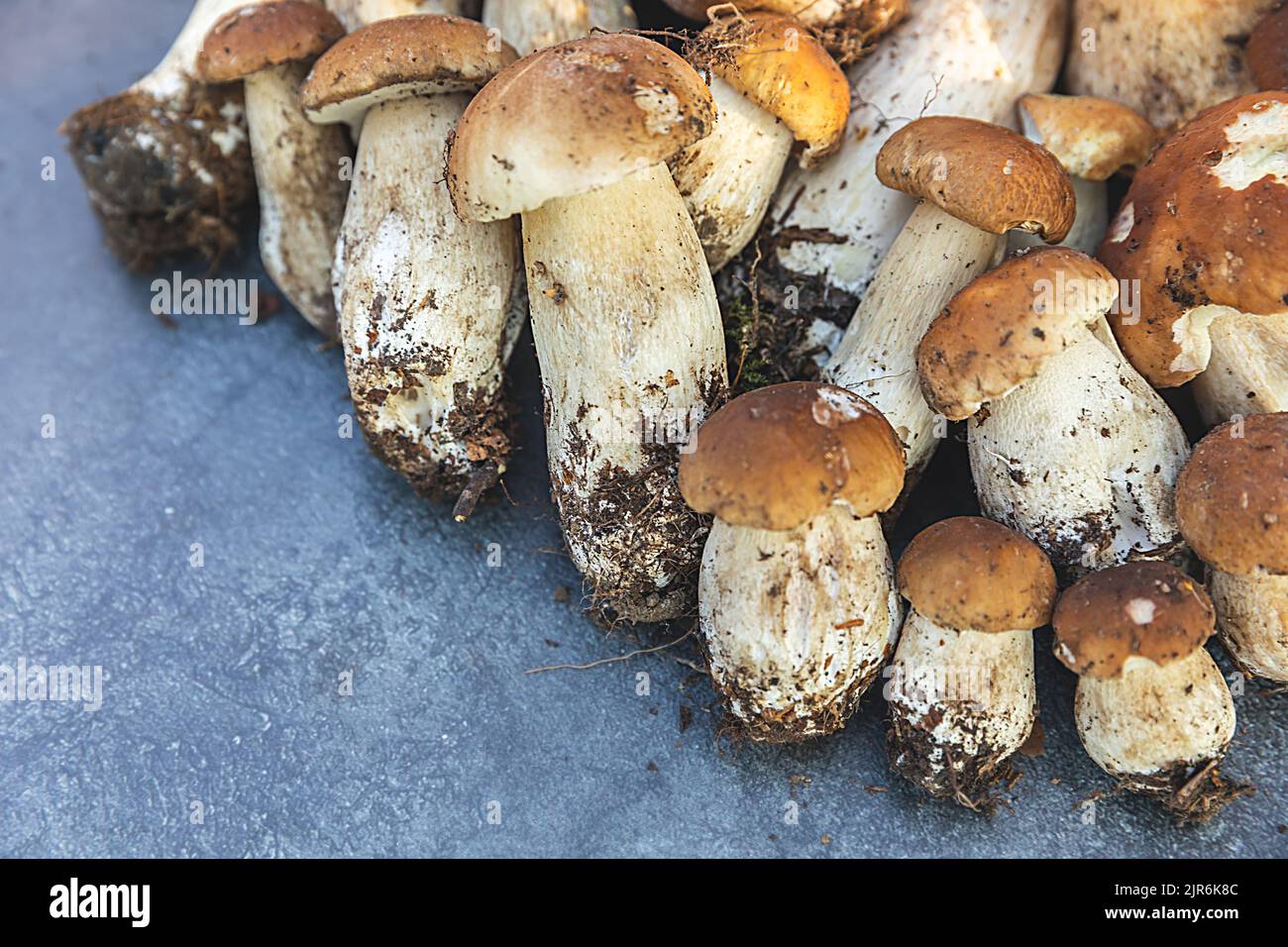 Autumn fall composition. Raw edible mushrooms Penny Bun on dark black ...
