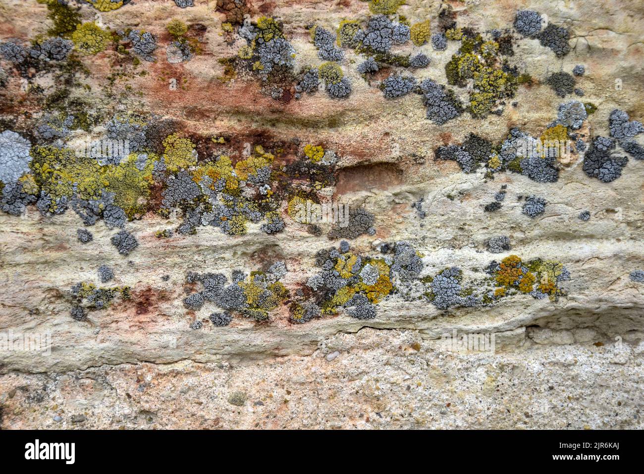 Aged wall of old building with multicolored moss, natural background ...