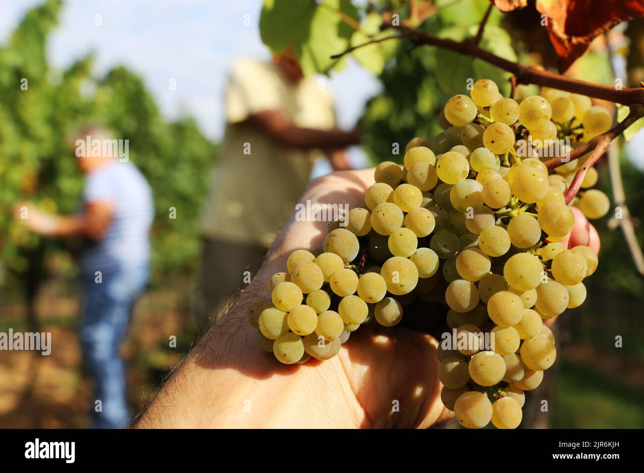 Hand harvesting, manual grape harvesting Stock Photo - Alamy