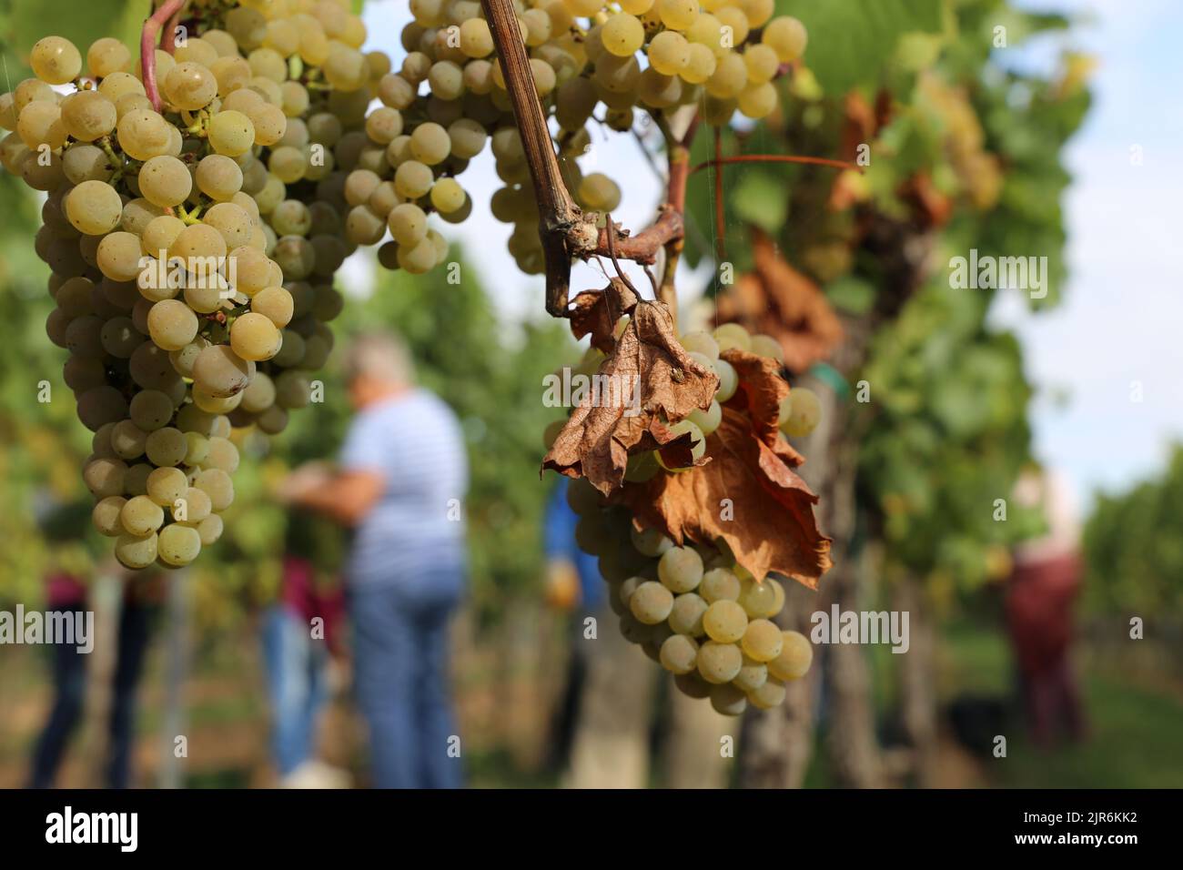 Hand harvesting, manual grape harvesting Stock Photo - Alamy