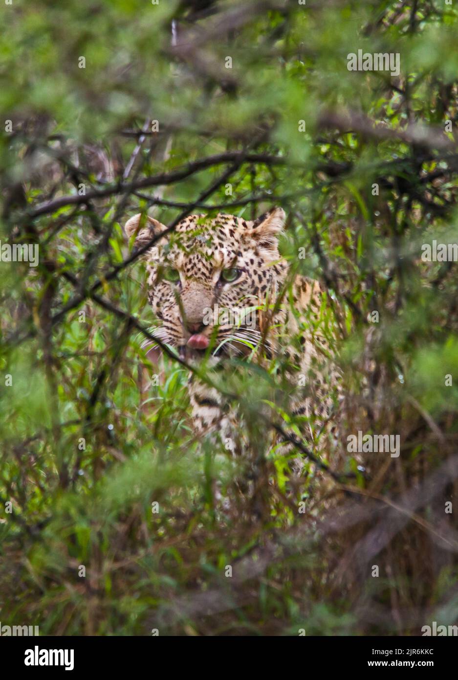 Leopard hiding behind bush hi-res stock photography and images - Alamy