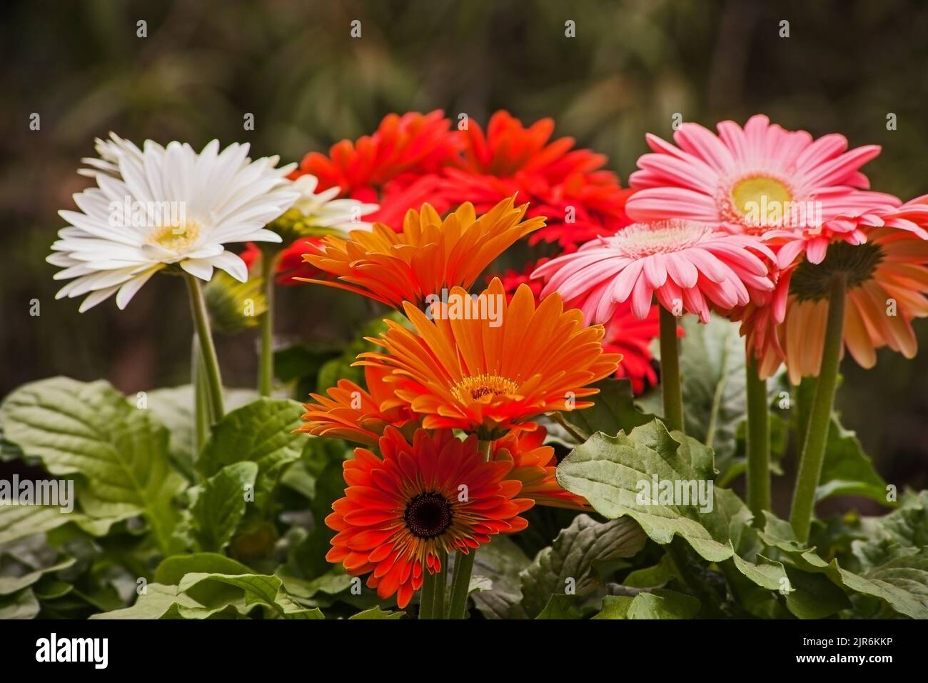 Different colored hybrids of Gerbera jamesonii Stock Photo - Alamy