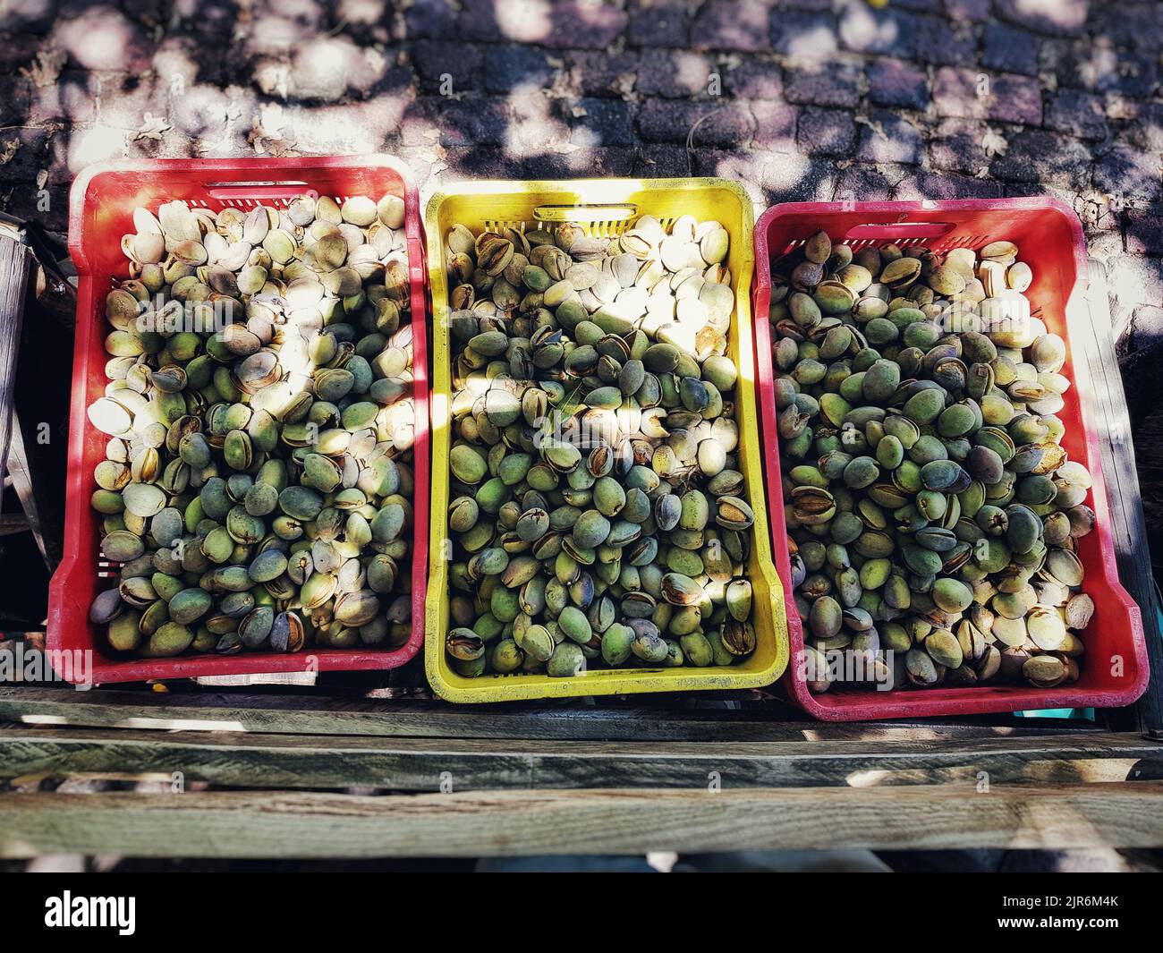 A top view of freshly harvested almonds in a wine estate in South ...