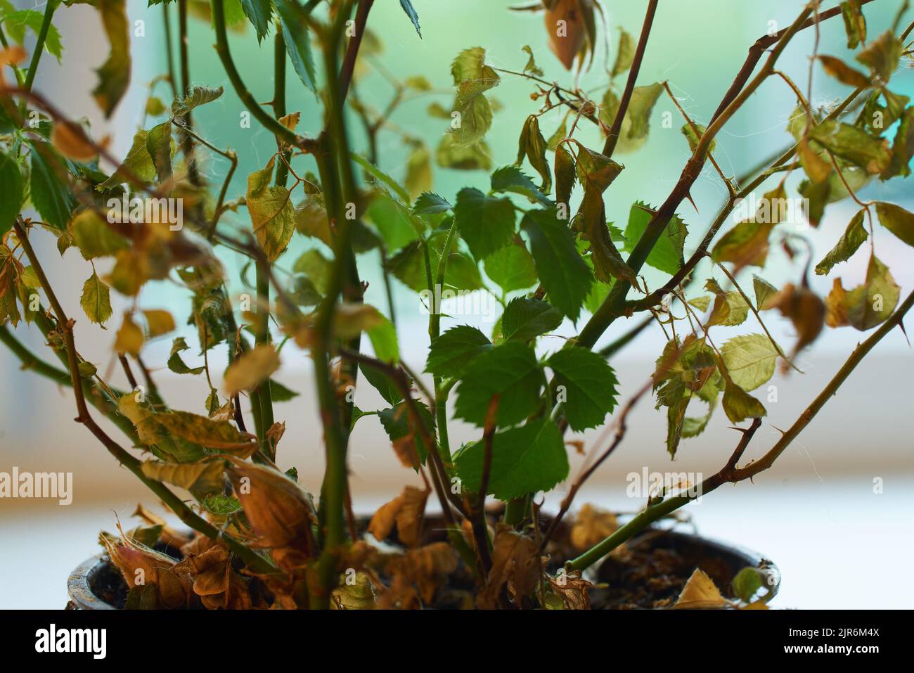 A dead flower in a vase on a black background is illuminated by white ...