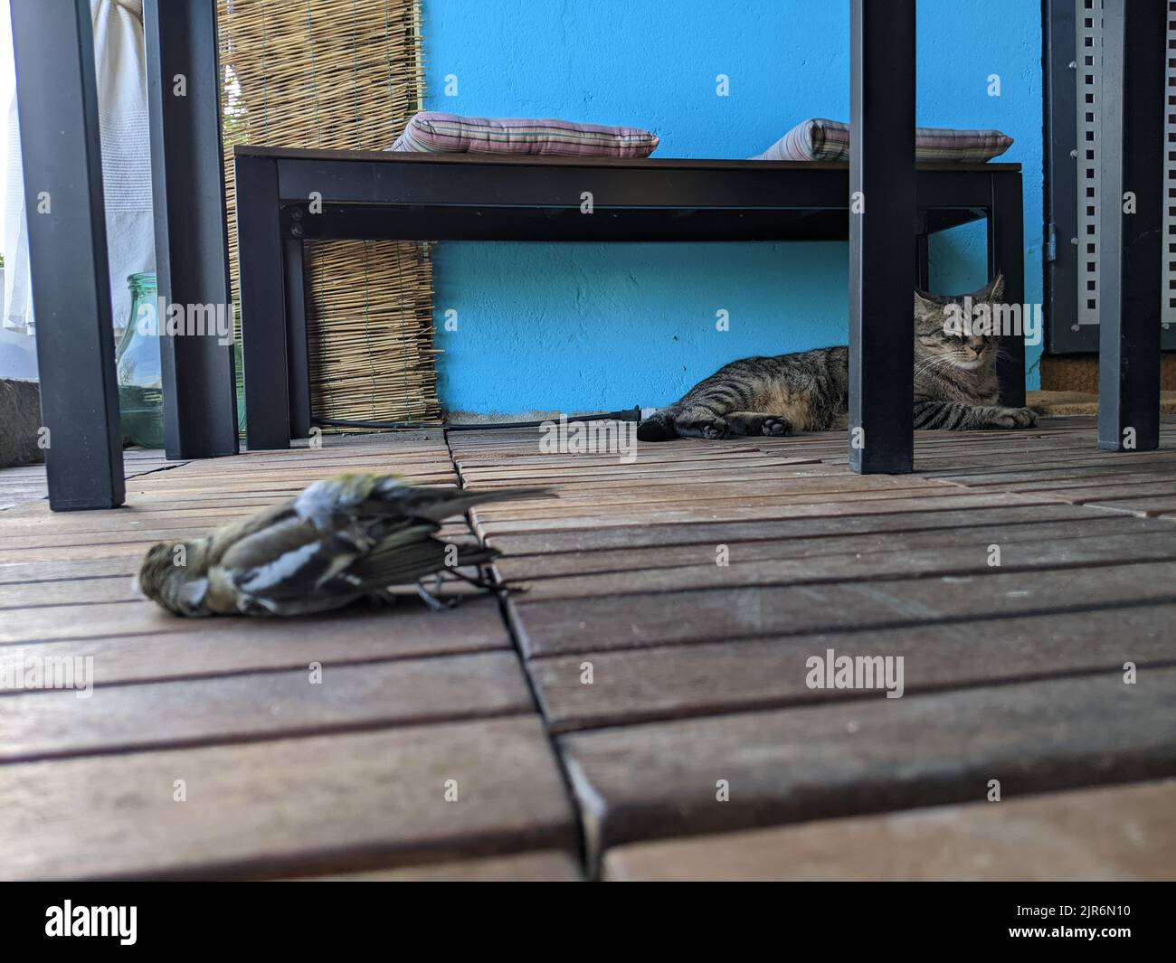 A lovely cat sleeping under an outdoor bench with a tiny bird lying on ...