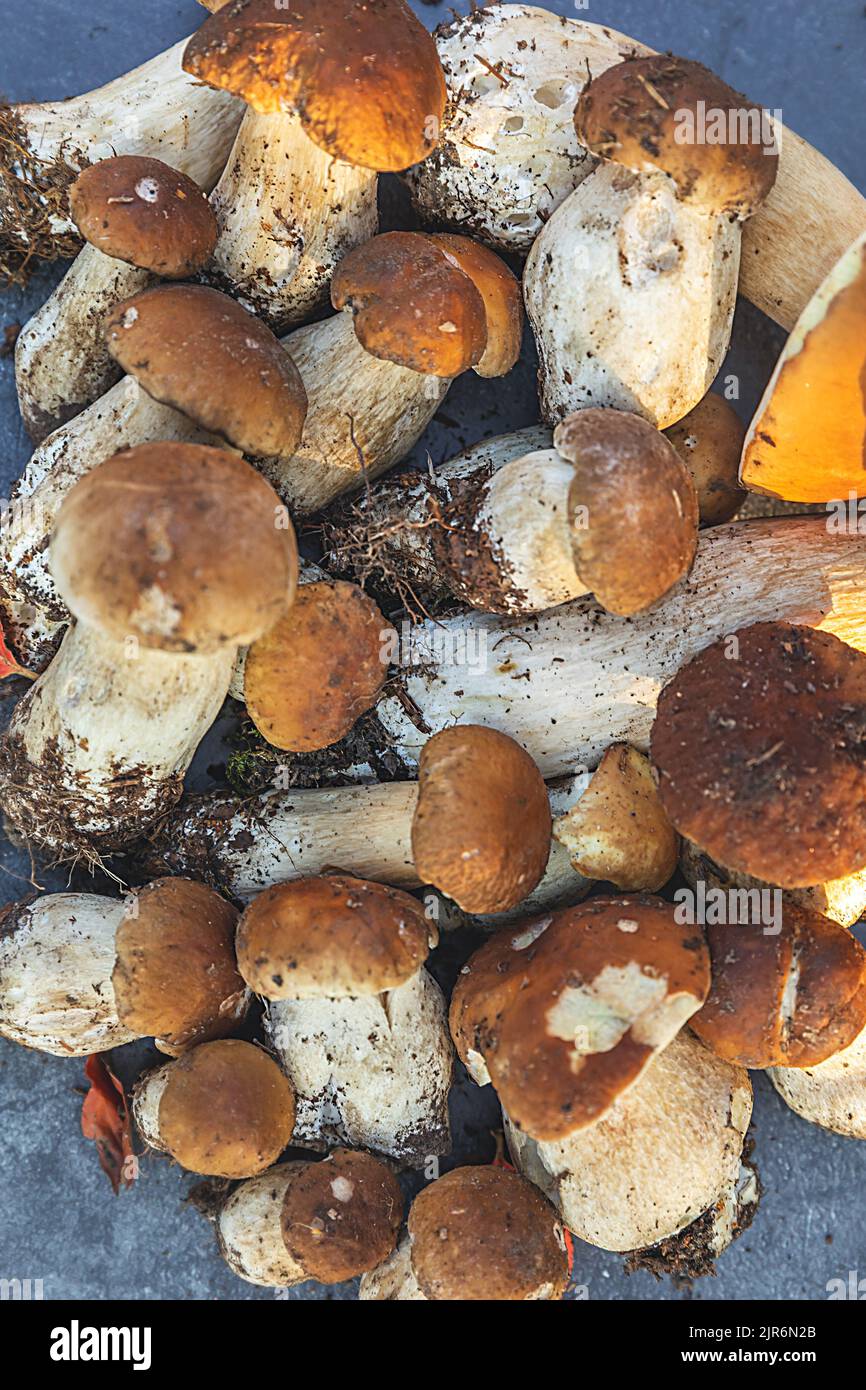 Autumn fall composition. Raw edible mushrooms Penny Bun on dark black ...