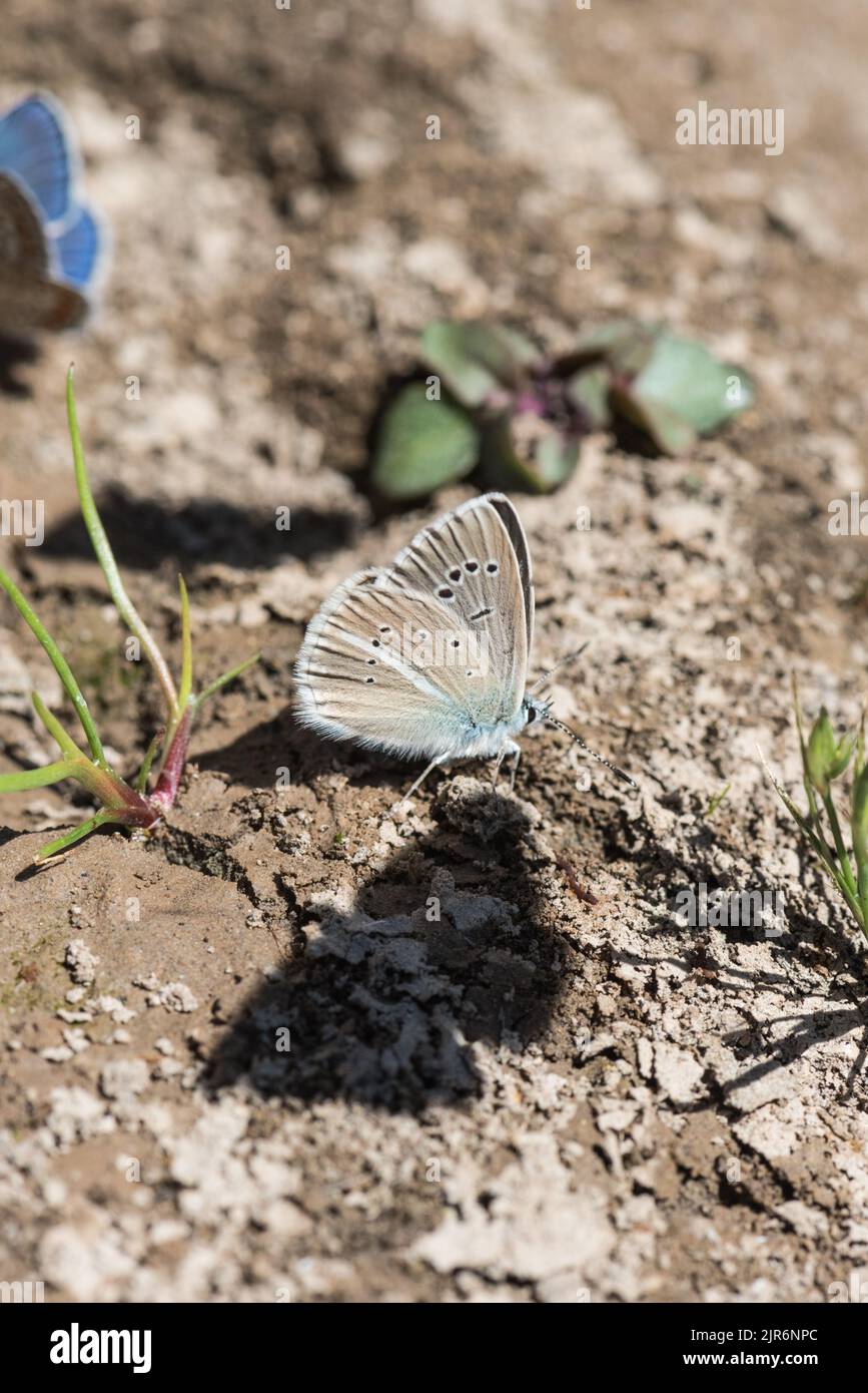 Mud-puddling Damon Blue (Polyommatus damon Stock Photo - Alamy