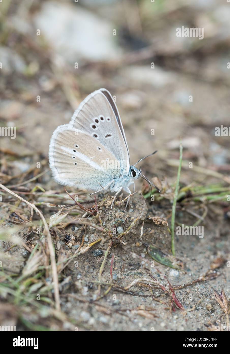 Mud-puddling Damon Blue (Polyommatus damon Stock Photo - Alamy