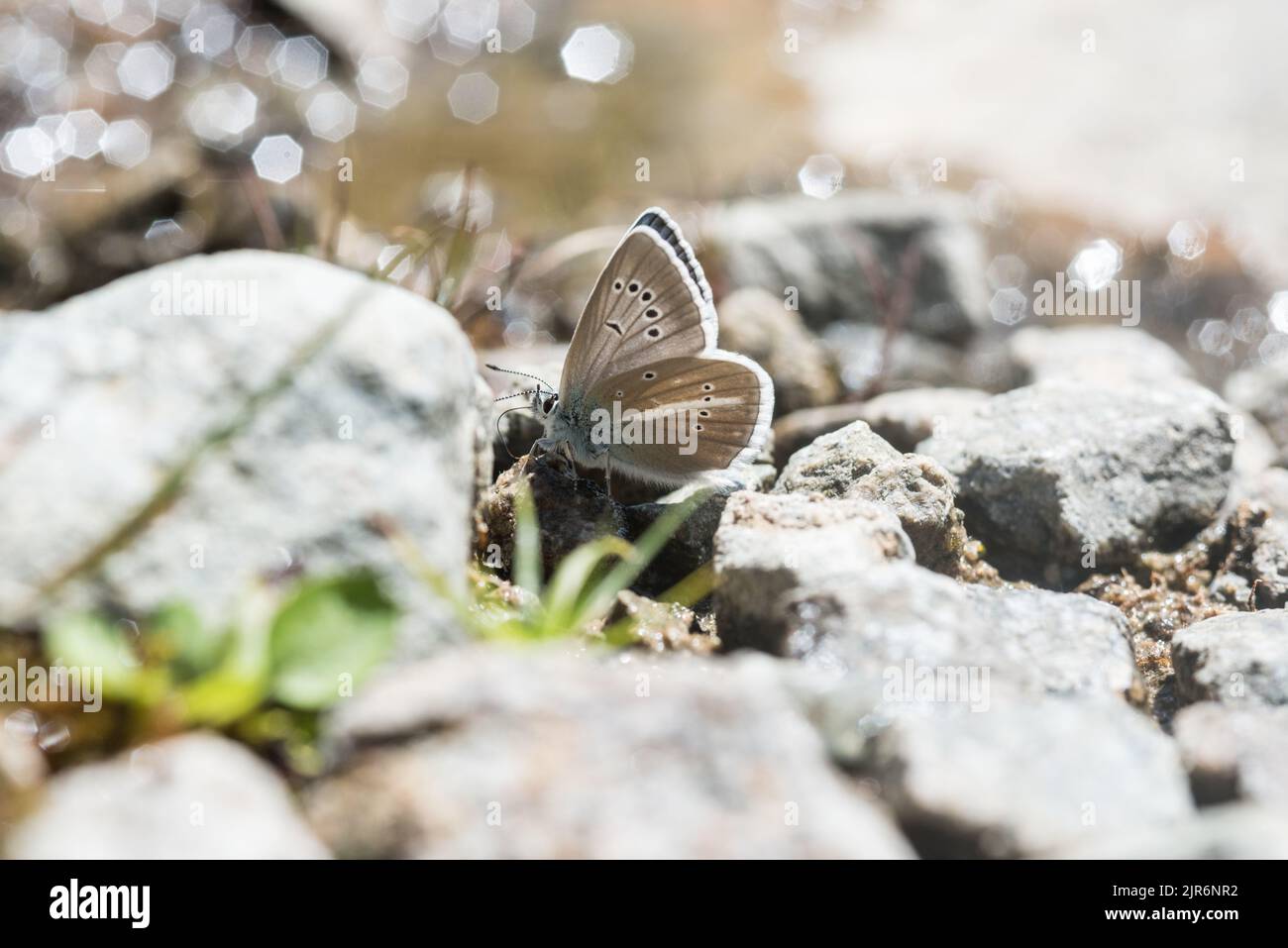 Mud-puddling Damon Blue (Polyommatus damon Stock Photo - Alamy