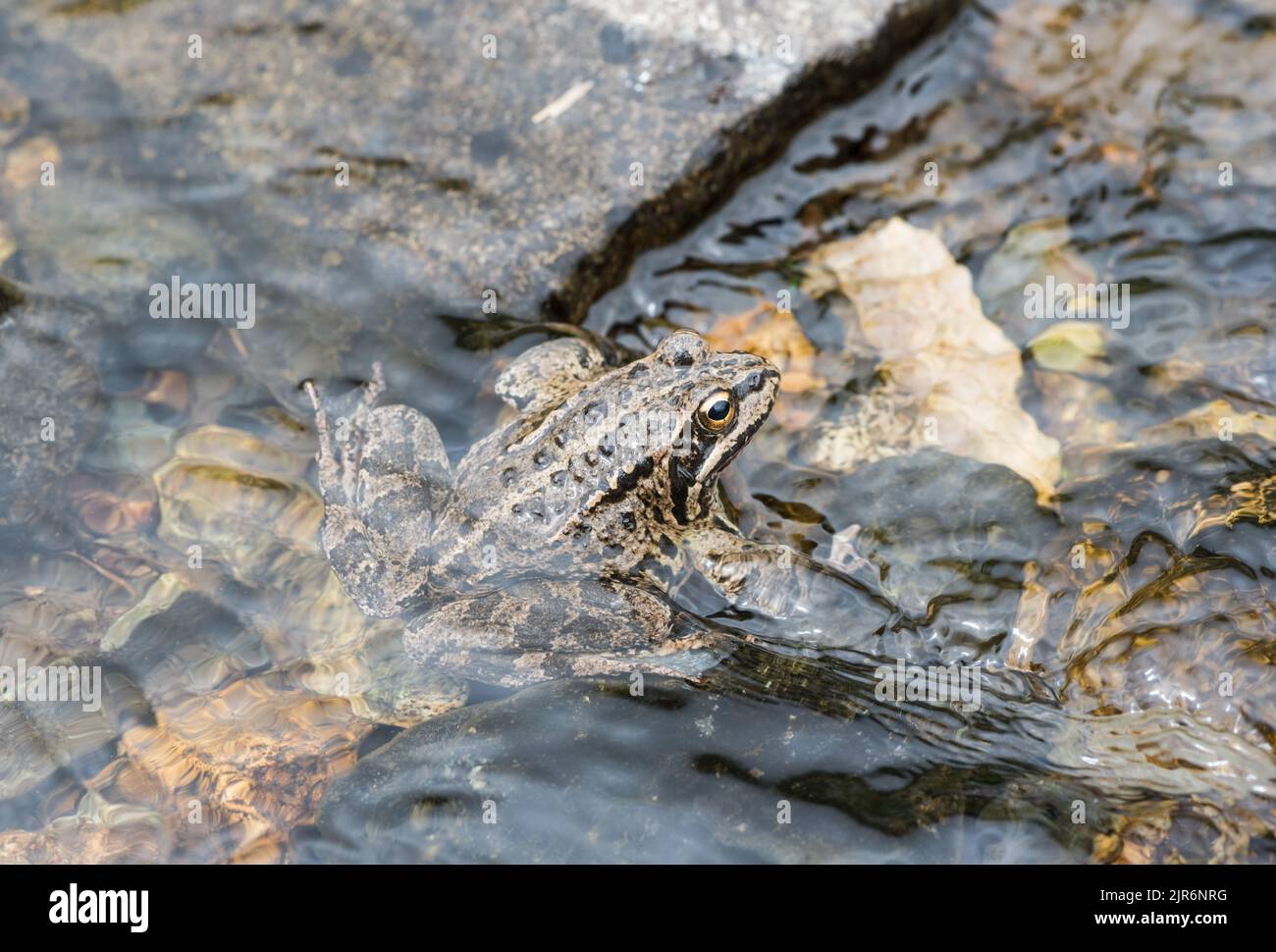 Partially submerged frog hi-res stock photography and images - Alamy