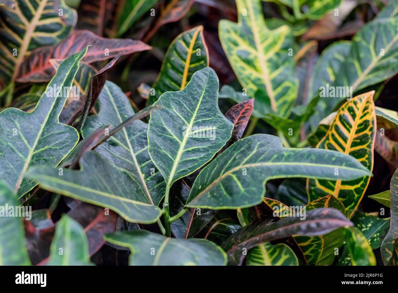 Kodiyeum plant ,Croton, Codium - green leaves with yellow and orange ...