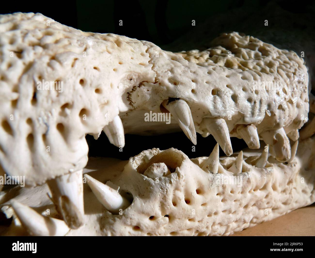 skull, Nile crocodile, Nilkrokodil, Crocodile du Nil, Crocodylus ...