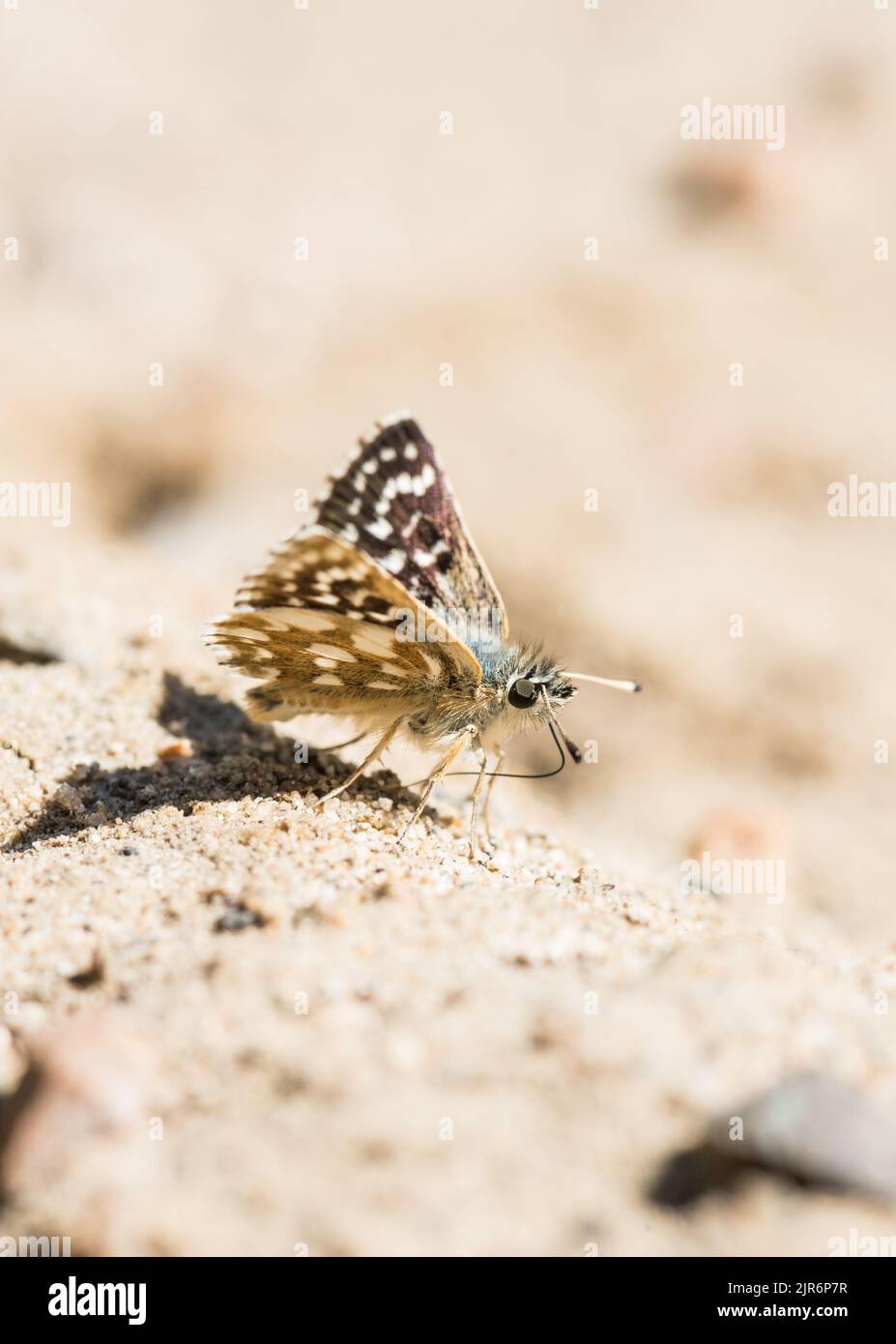 Mud-puddling Red Underwing Skipper (Spialia orbifer Stock Photo - Alamy