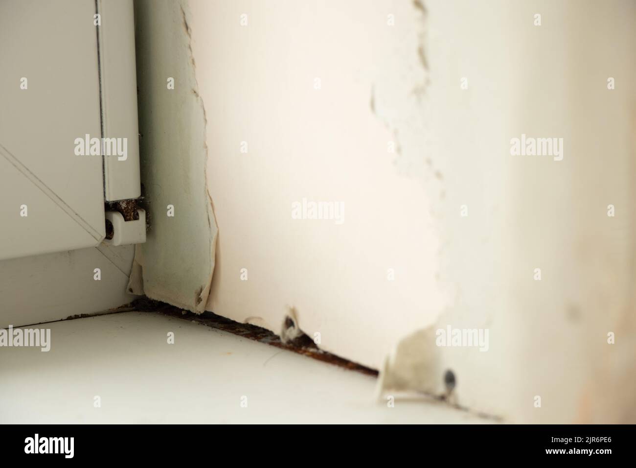 dirty window with a sill with mold from dampness, fungus on the window ...
