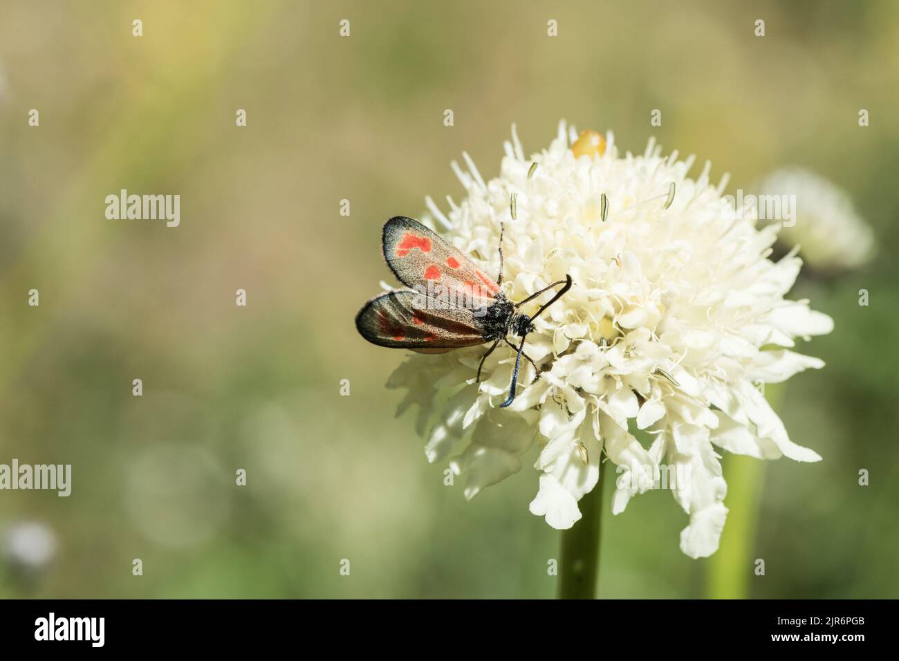 Foraging day-flying moth Zygaena armena Stock Photo - Alamy