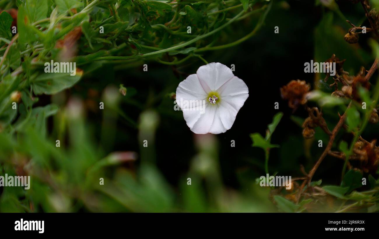 White flower of field bindweed or Convolvulus arvensis seen in a ...