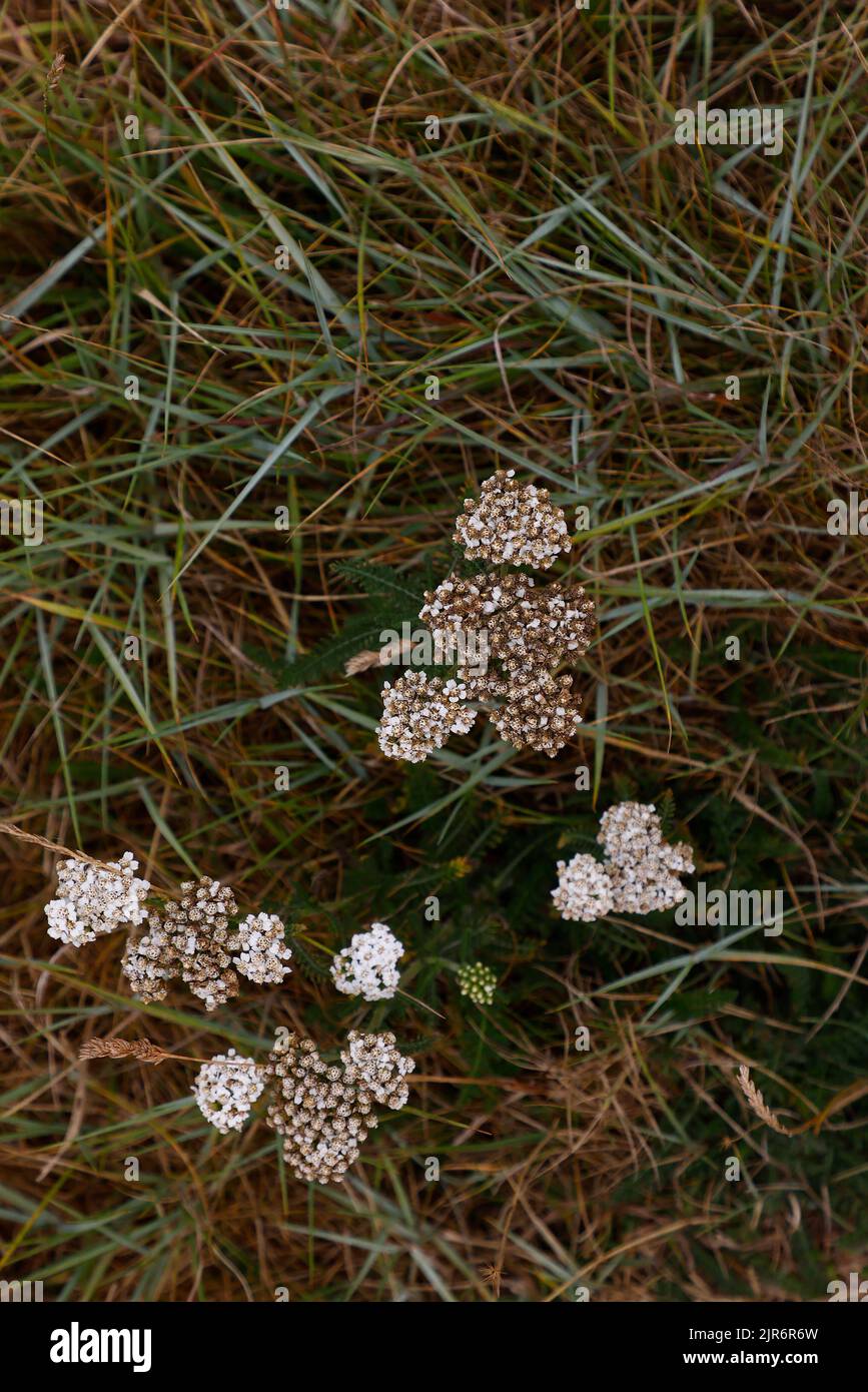 Close up of the withering flowers of the wild flower plant Achillea ...