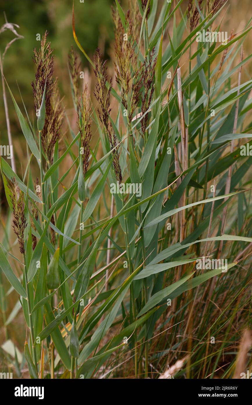 Close up of tall growing native marshland grass seen in the UK in ...