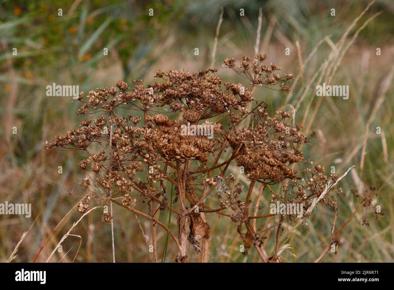 Dried seed heads of native flower sen in close up in the UK in summer ...