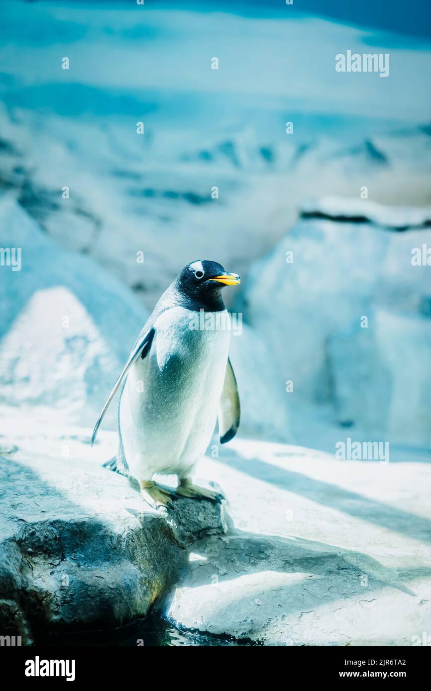 Lonely gentoo penguin on ice rocks. Global Warming in Antarctica ...