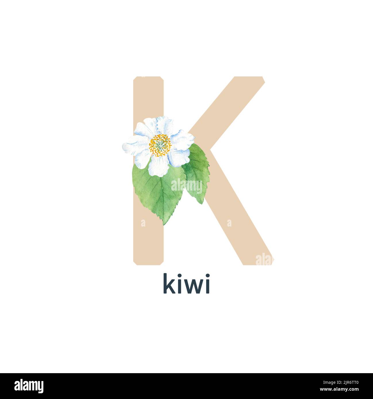Letter K, kiwi, colorful flower ABC alphabet. Watercolor botanical ...