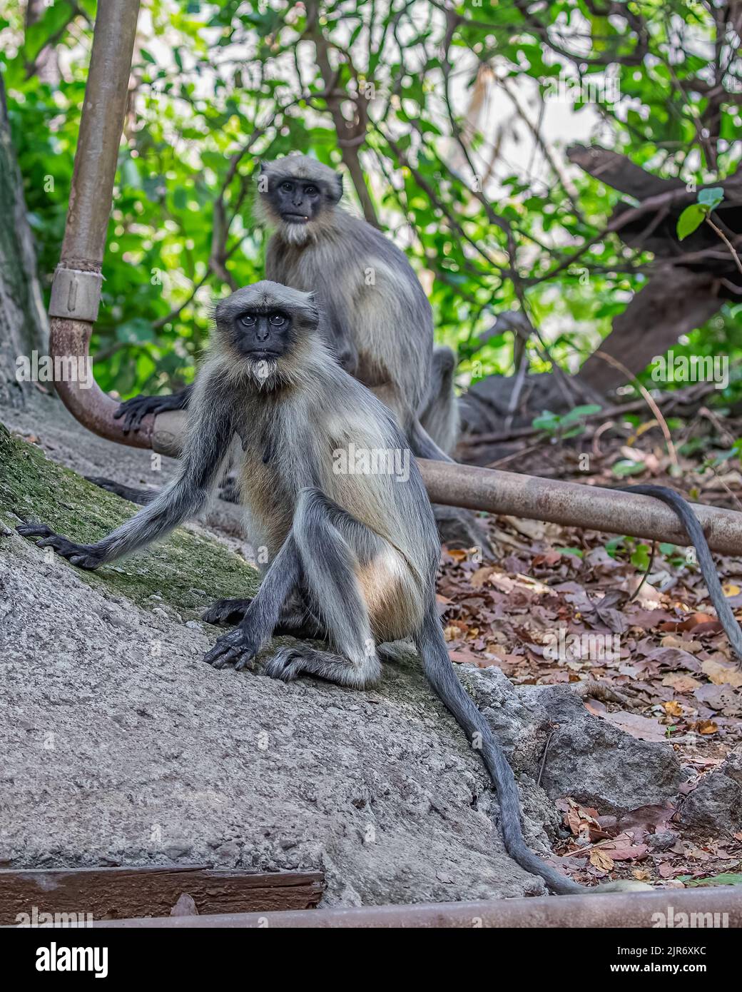 A vertical shot of a pair of gray langurs (Hanuman langurs) sitting on ...