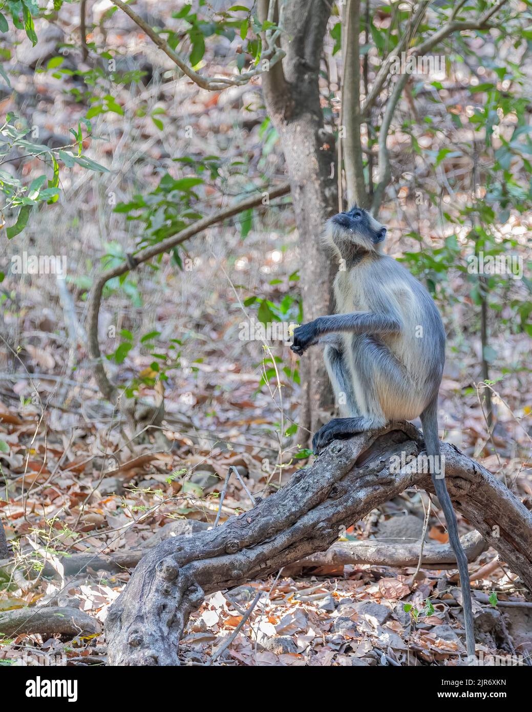 A vertical shot of a gray langurs (Hanuman langurs) sitting on a tree ...