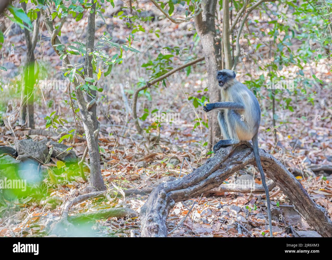 A vertical shot of a gray langurs (Hanuman langurs) sitting on a tree ...