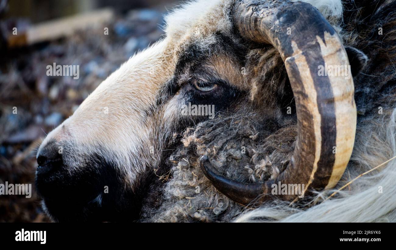 Spiral horns hi-res stock photography and images - Alamy