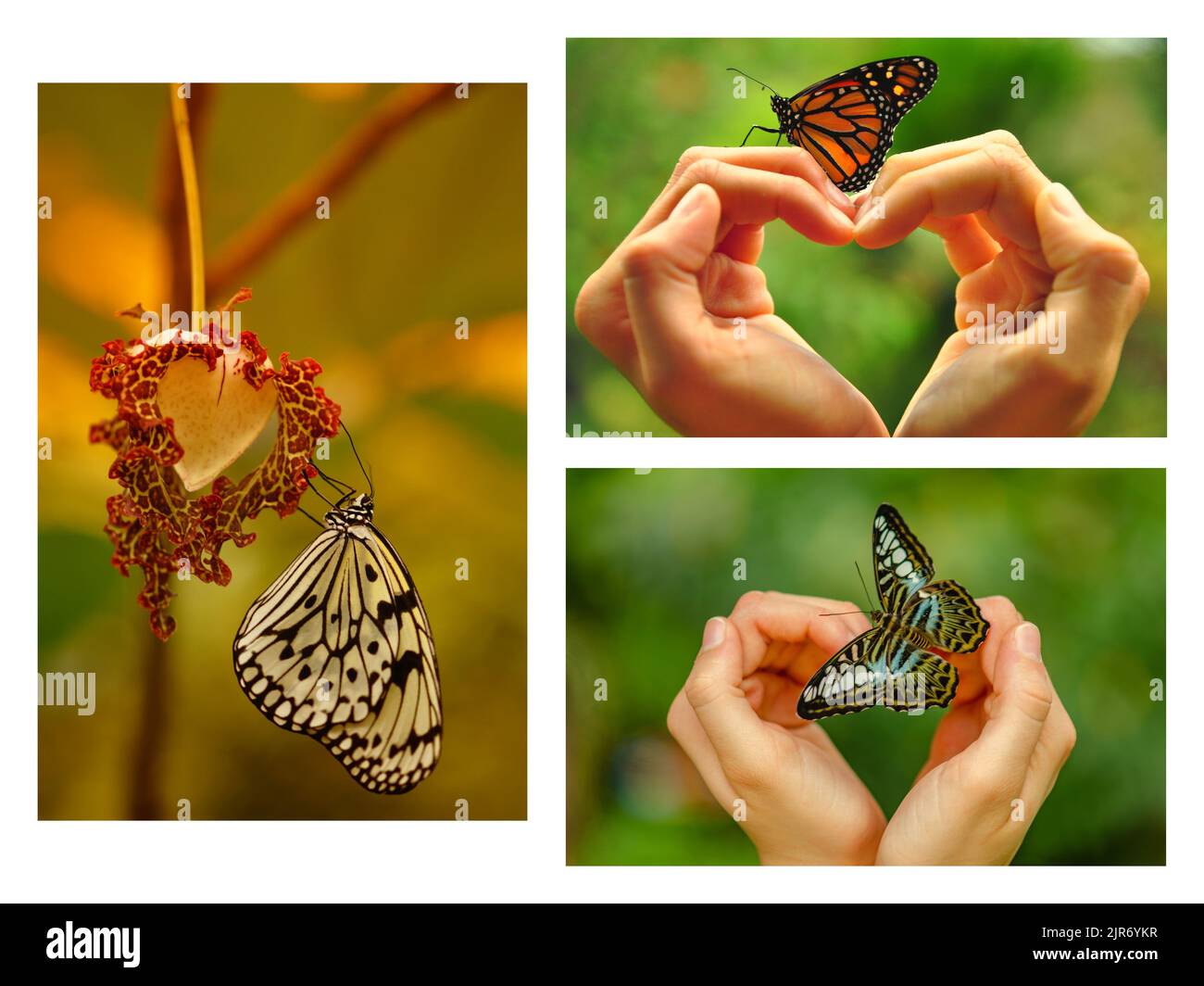 A collage of the three pictures with butterflies and hands folded into ...