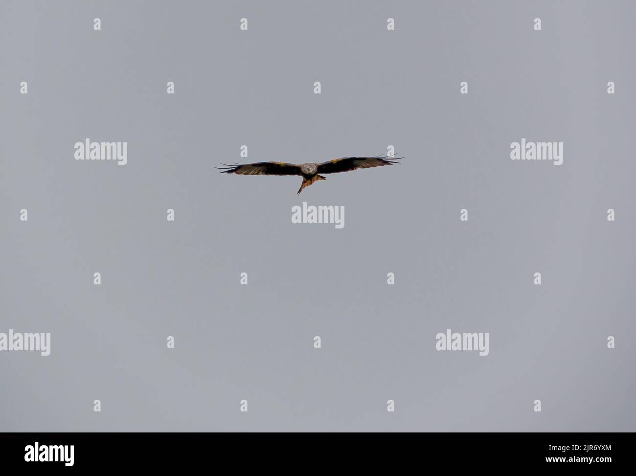 closew-up of a wild red kite (Milvus milvus) in flight, light grey sky ...