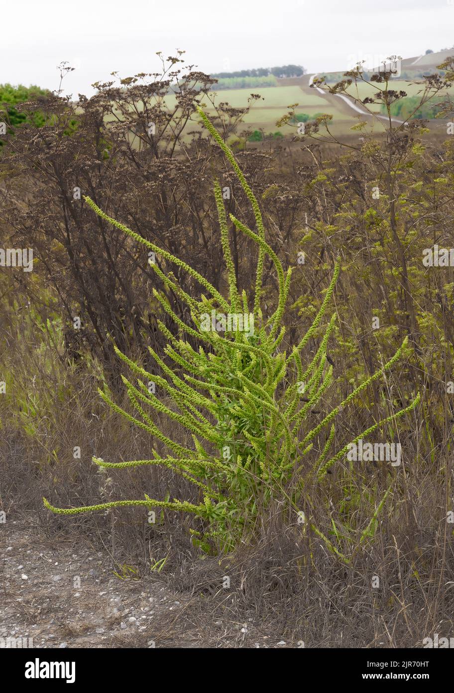 Weld plant hi-res stock photography and images - Alamy