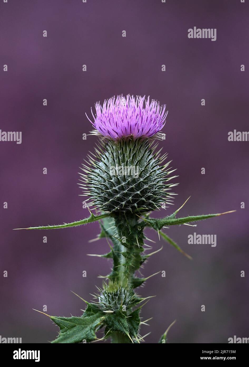 St andrew the apostle national holiday hi-res stock photography and images - Alamy