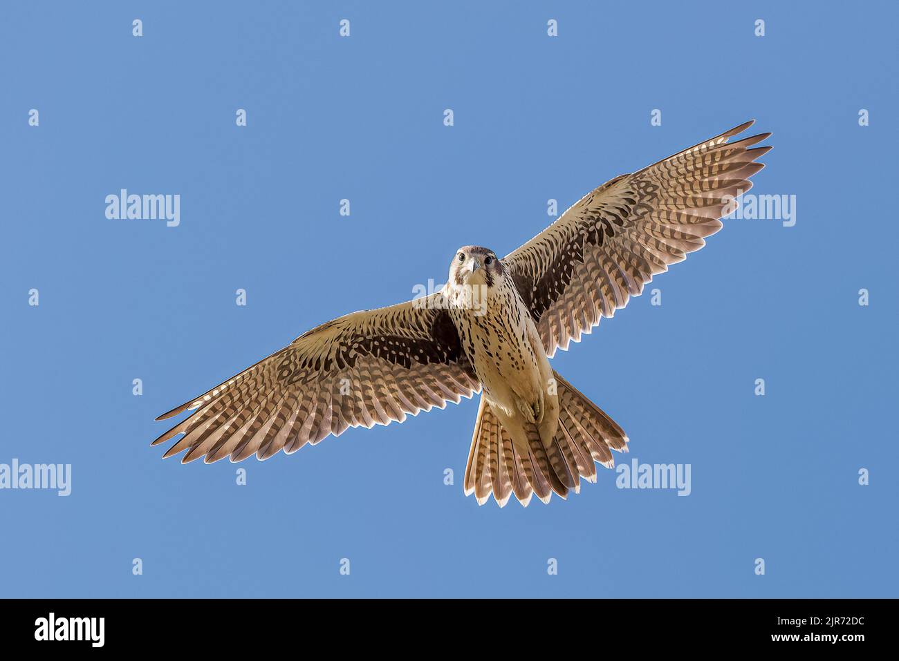 A prairie hunter hi-res stock photography and images - Alamy