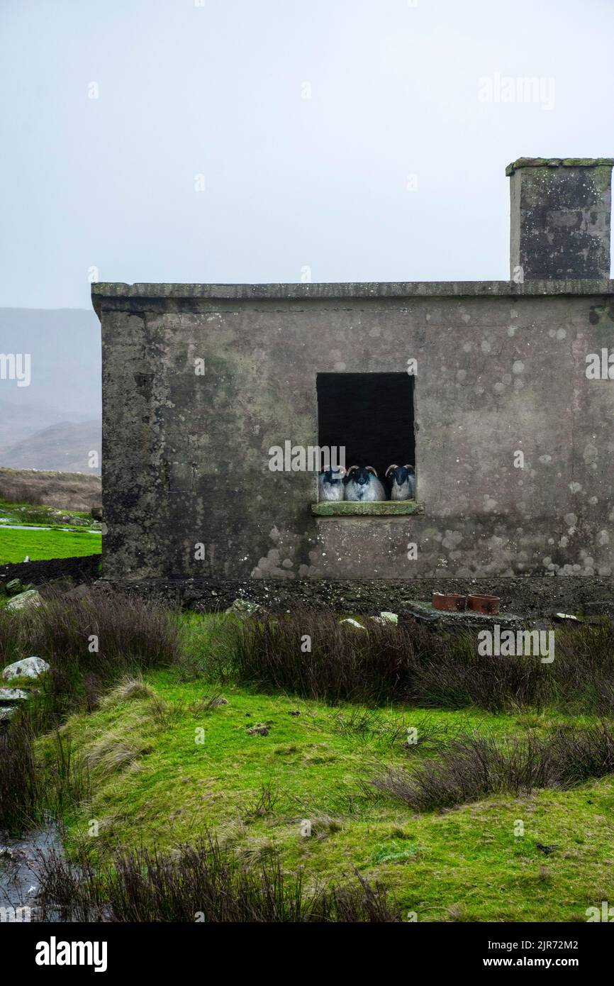 A vertical shot of an old stone barn with animals in the Irish ...
