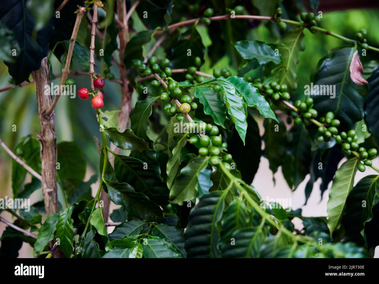 A closeup shot of green seedlings on the coffee tree in Dominical ...