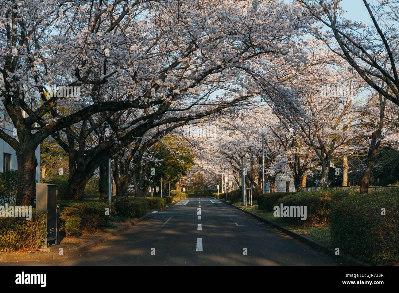 An isolated road with blossoming trees on a sunny morning in Tsukuba ...