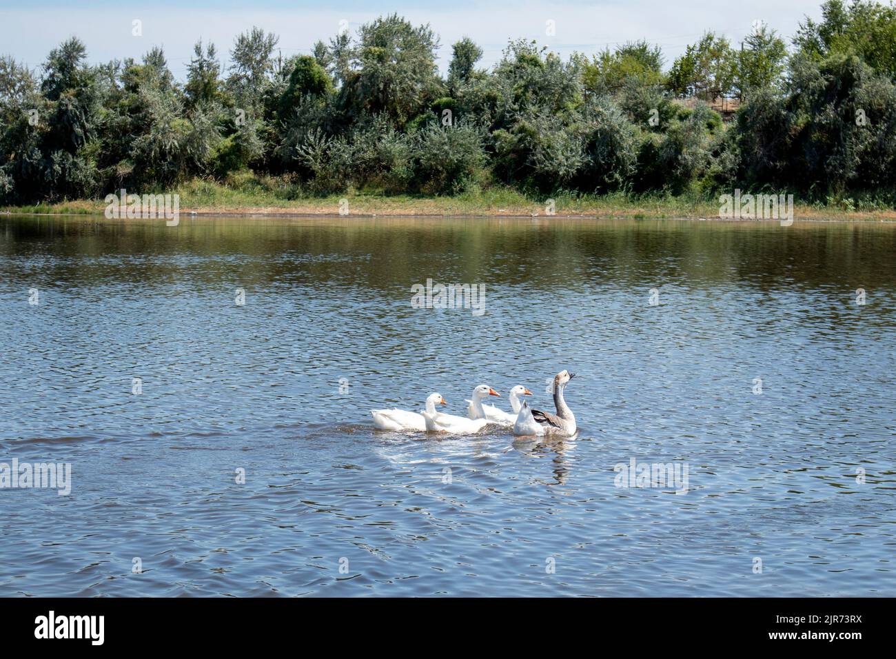 a flock of geese swims in the river against the background of the ...