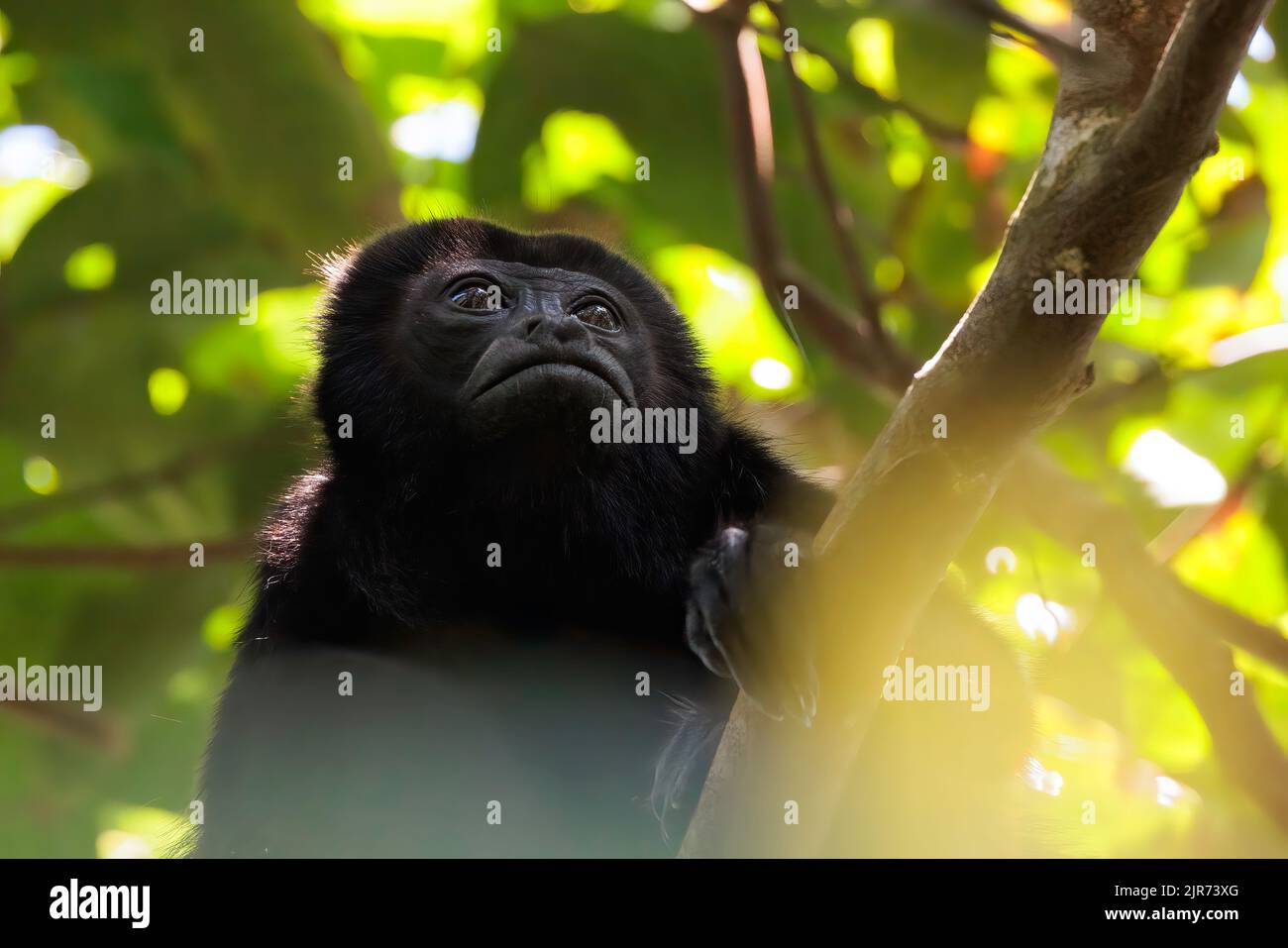 Male howler monkey (Alouatta) perching on a tree 7 meters above the ...