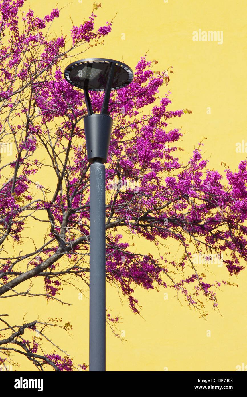 A city street lamp with the background of a Judas tree with fuchsia ...