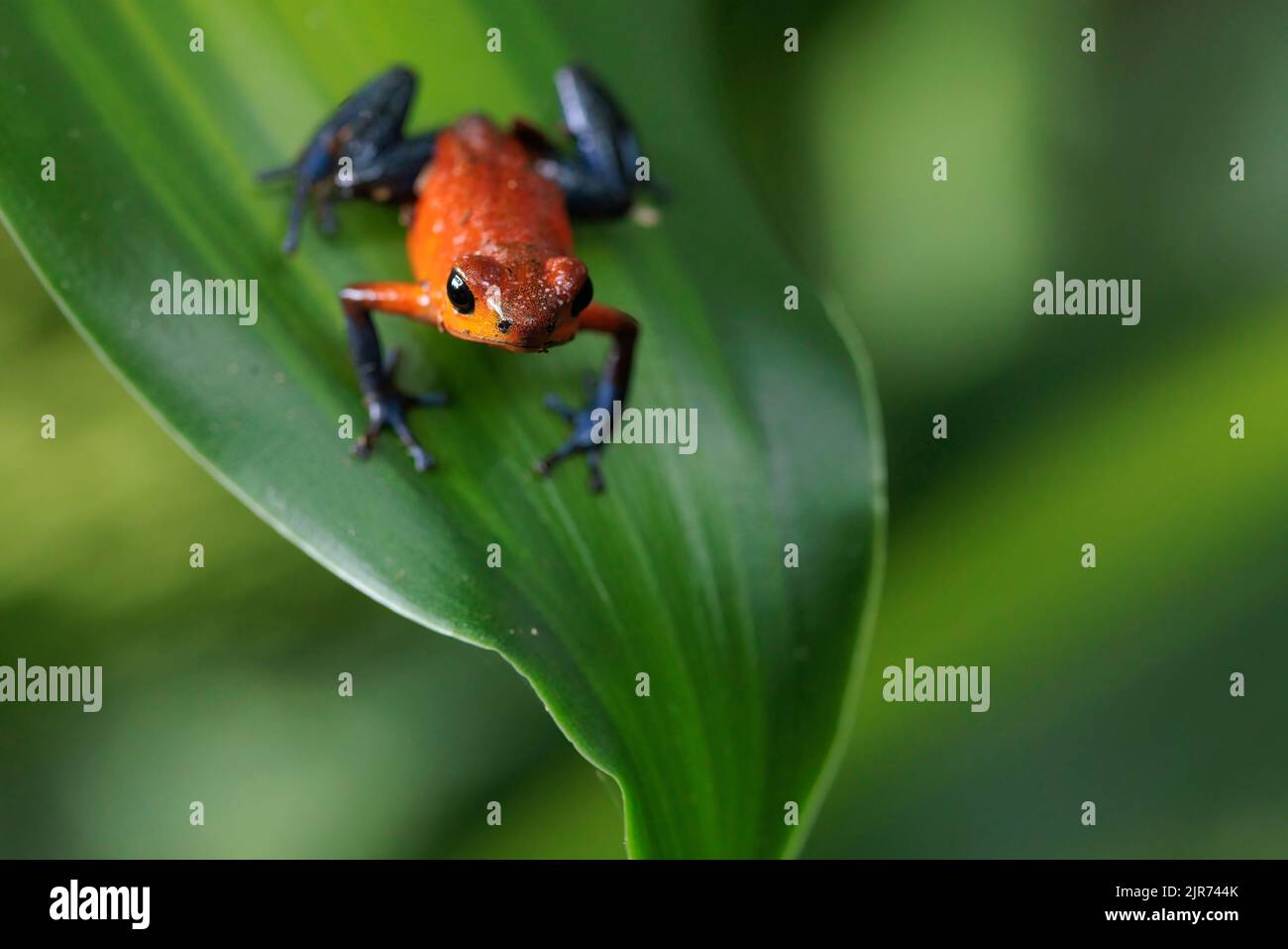 Blue-Jeans frog a.k.a strawberry frog (Oophaga pumilio / Dendrobates ...